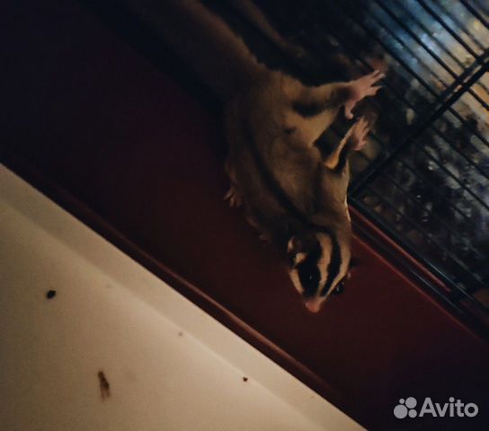 Сахарный поссум или белка летяга