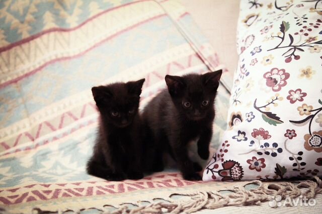 Волшебные Котята