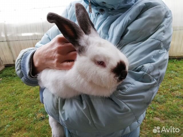 Крольчиха молодая. Крол Калифорния