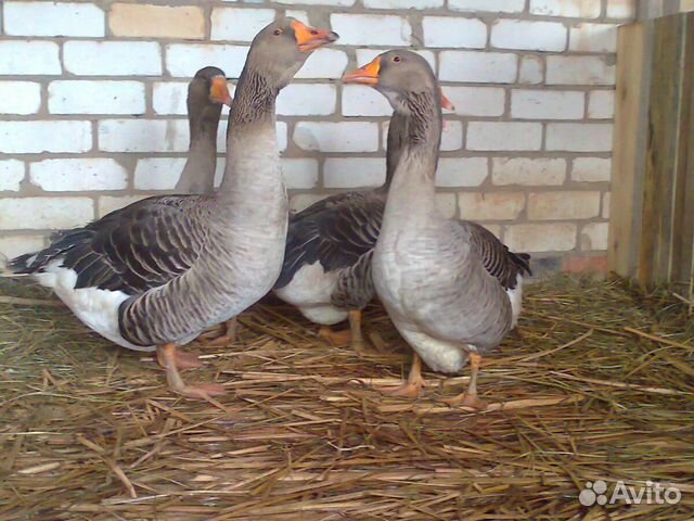 Гуси и утки деревенские