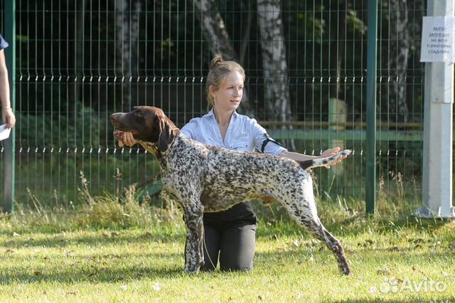 Курцхаара ищу