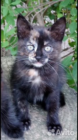 Хочу к Вам в семью