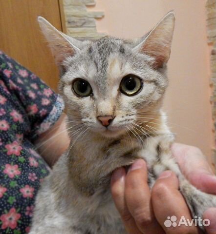 Отдам милого котенка добрым людям