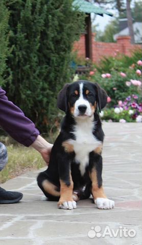 Щенки Большой Швейцарский Зенненхунд