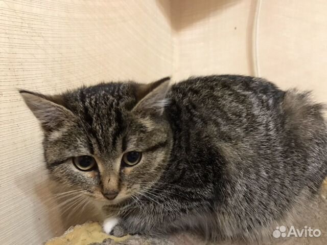 Кошечка красивая