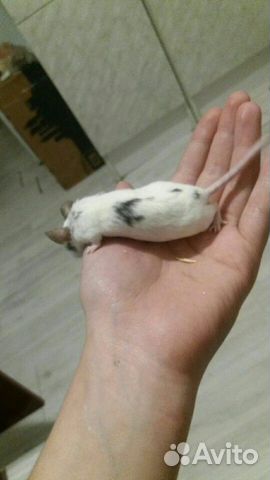 Отдам мышь