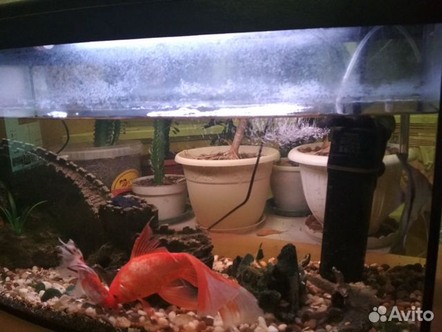 Аквариум