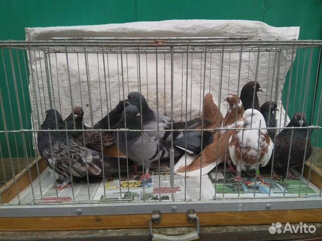 Кировоградские и Николаевские голуби