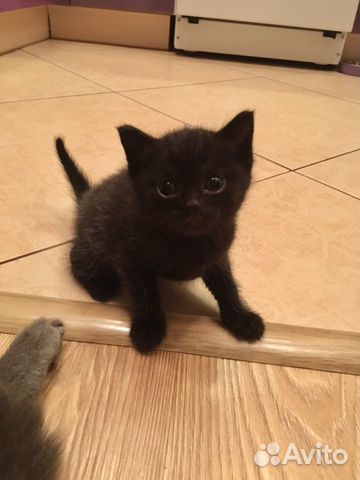 Чёрные плюшевые котятки британцы