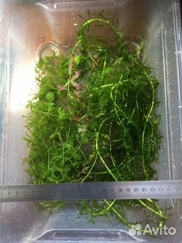 Аквариумные растения