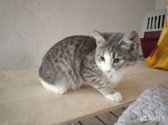 Котята