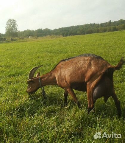 Поросята и породистые Козы