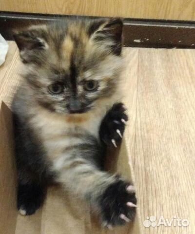 Котята от персидской кошки