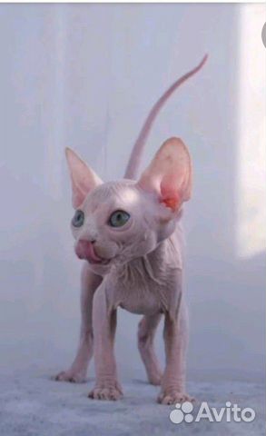 Зарезервирую кошечку канадского сфинкса