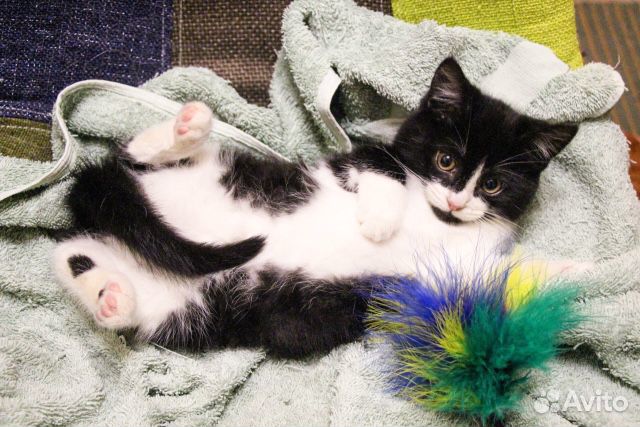 Котёнок в добрые руки