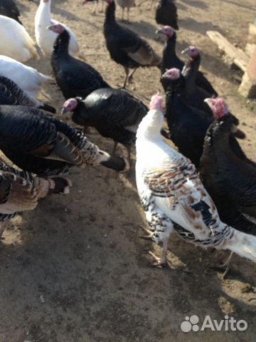 Индюшки и гуси