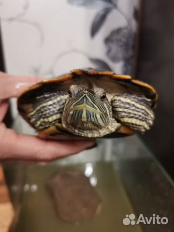 Черепахи