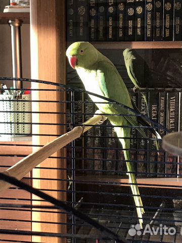 Попугай Ожереловый