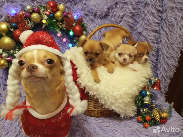 Милые чишки малыши