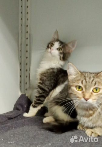 Котенок и кошка Василиса ищет дом, в добрые руки