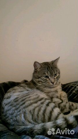 Сэр Патрик вернулся