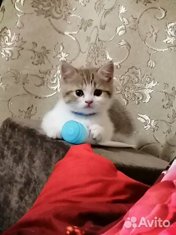 Продадим котёнка