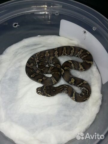 Змея амурский полоз