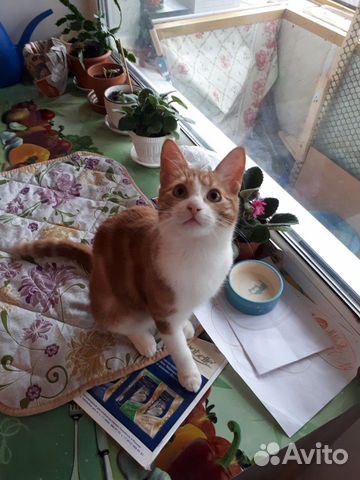 Котик 5месяцев Барсик