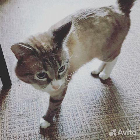 Кот ищет дом