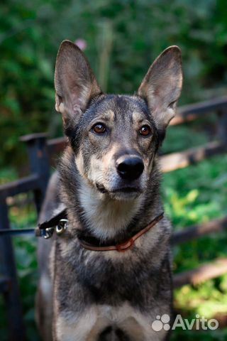 Обворожительная Муночка ищет дом