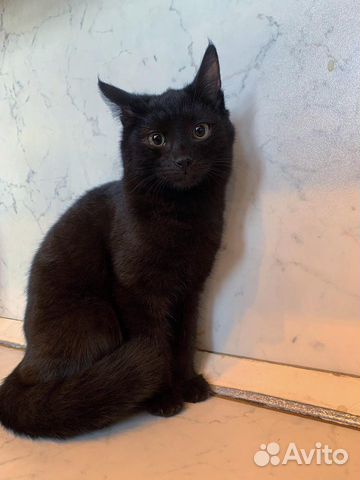 Ласковая черная кошечка - котенок