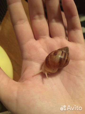 Улитка ахатина