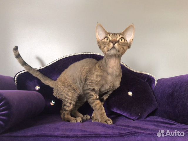 Девон рекс котик тигровый Нануш