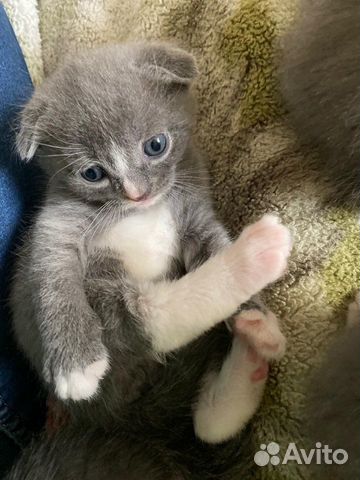 Вислоухий британец котёнок