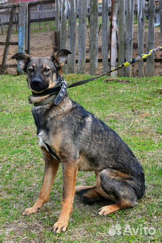 Собака Злата 2 года