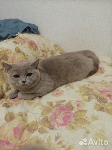 Продаются котята подрощенные в возрасте 8 мес. 16