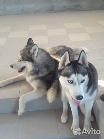 Щенки хаски