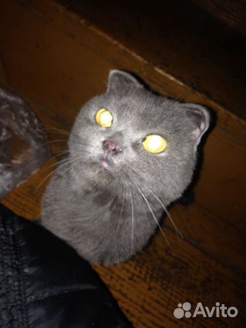 Найдена кошка