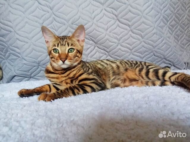 Нежная тигро-кошечка породы Тойгер