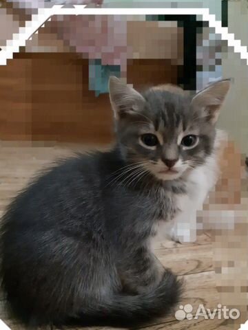 Кошка