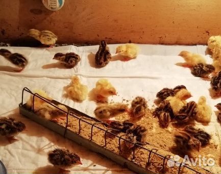 Цыпленок перепел Маньчжурский