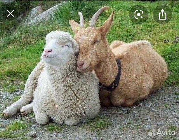 Козы, овцы