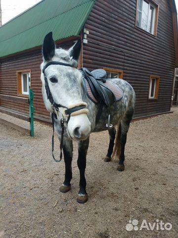 Молодая кобыла в аренду