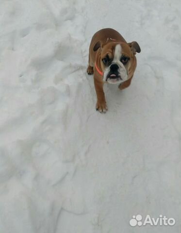 Щенок Английского бульдога