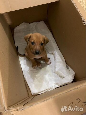 Бродяга-подкидыш нуждается в доме