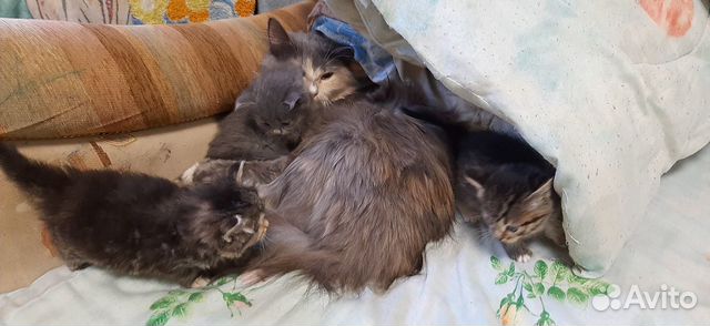 Котята перс-британец