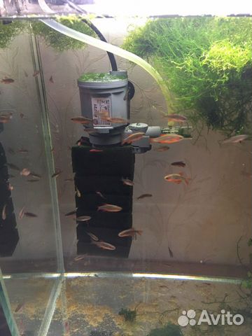 Микрорасбора Галактика