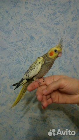 Корелла птенцы