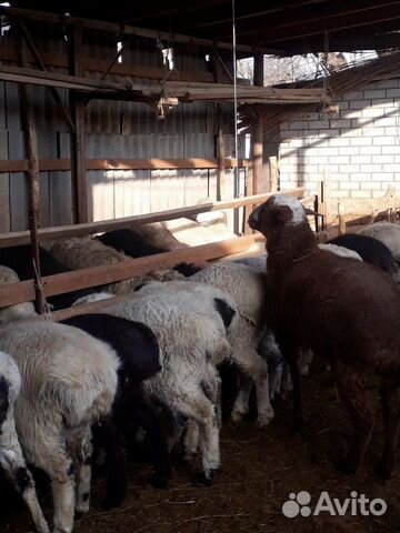 Ягнята на мясо