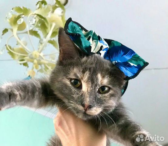 Котенок Оливка, 7 месяцев